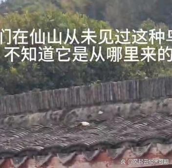 云初九所有境界一览表