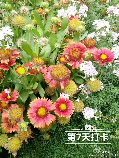 花沁社区类似图标