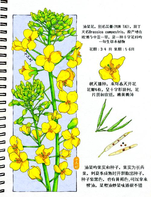 油菜花和小油菜是一种菜吗图标