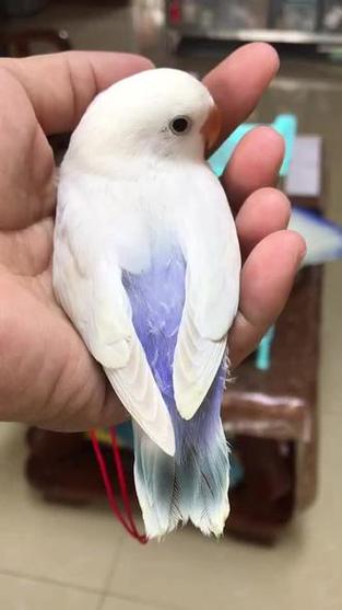 手养鹦鹉图标