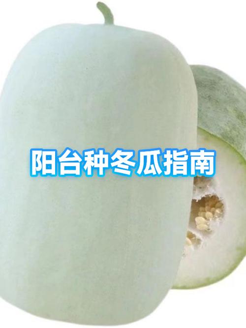 阳台种冬瓜的方法截图