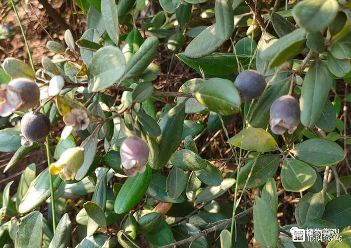 甘肃榨油的植物稔