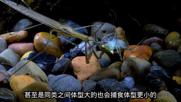 水螳螂vs田鳖图标