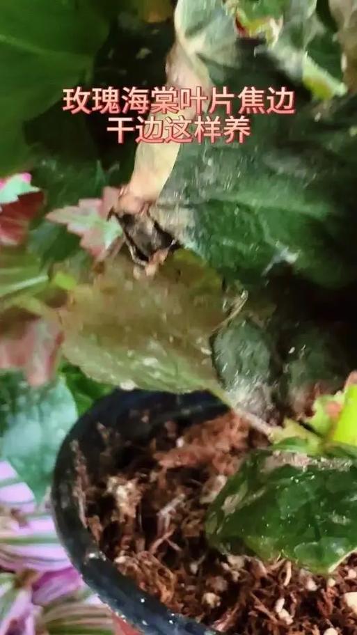 刚买的玻璃海棠花一天后突然蔫了截图
