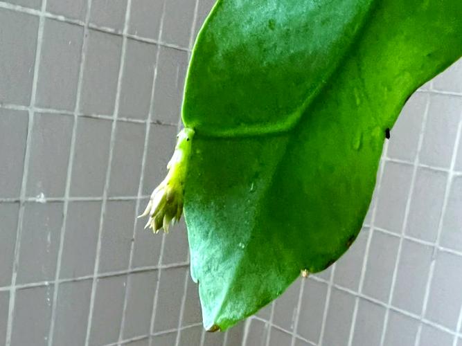 昙花能治什么病图标