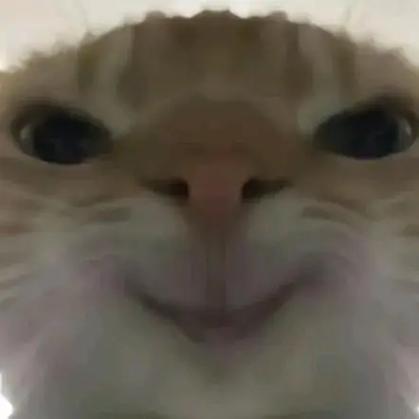 抖音猫咪表情包图片大全图标