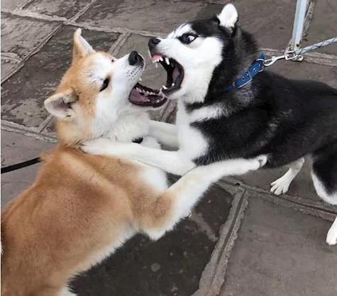 狗咬狗的图片图标