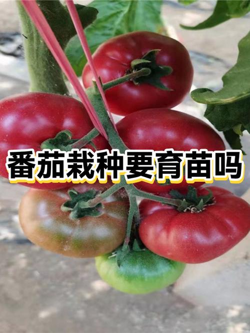 番茄好处图标