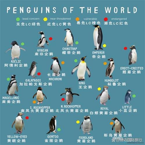 企鹅生存率截图