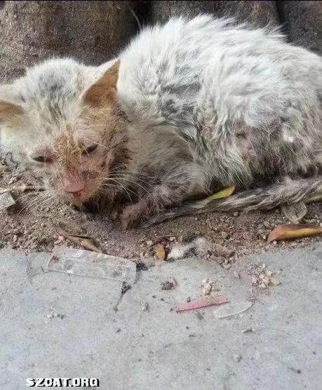 捡到猫代表什么预兆图标