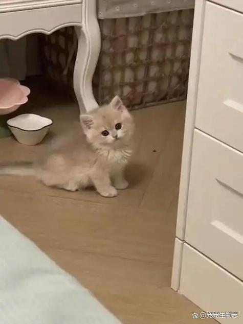 猫刚到家最怕三个东西图标