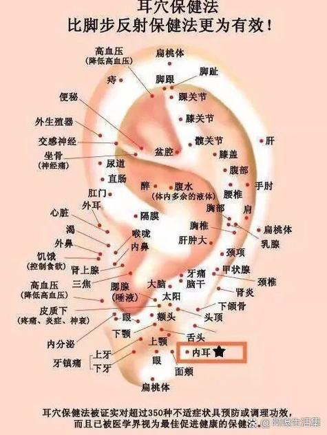 耳朵内部部位图解大全截图