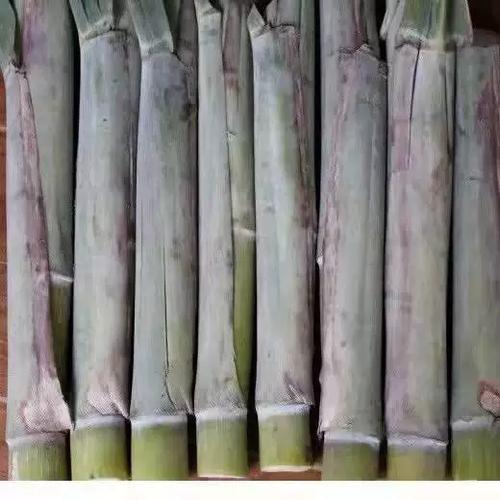 广西甘蔗网最新消息截图