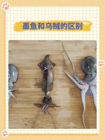 墨鱼有哪些品种图标