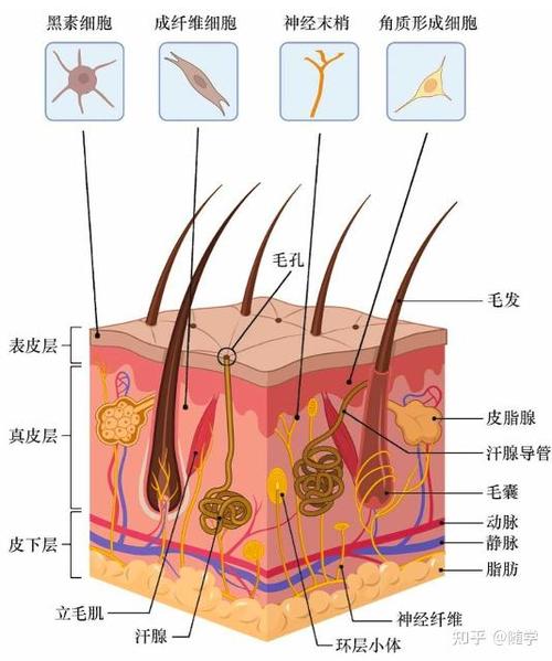 皮肤结构图 五层图标