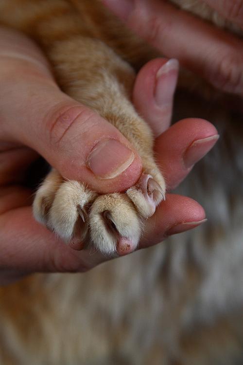 猫爪图标