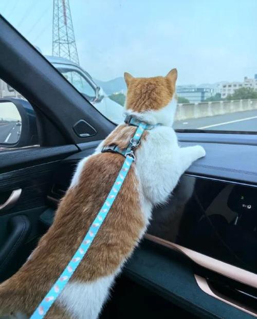 怎么带猫咪长途旅行图标