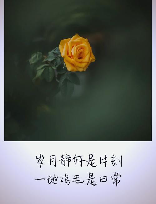 流年静好的意思图标