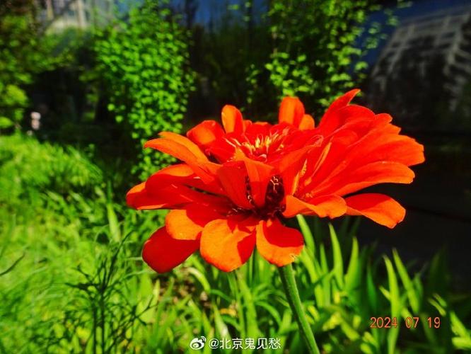 夏花花花图标