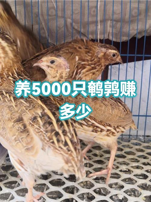 养5000只鹌鹑一年利润图标