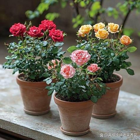 袖珍月季花怎么养截图