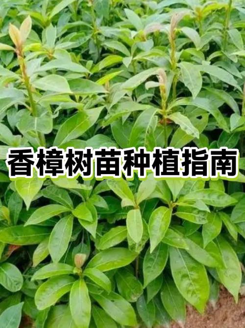 种树苗的正确方法截图