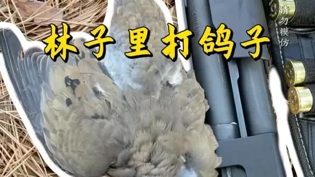 打鸽子视频图标