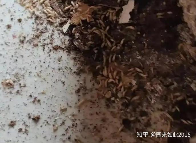放什么东西可以赶走白蚁截图