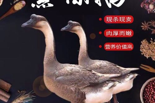 鹅如何宰杀和去毛图标