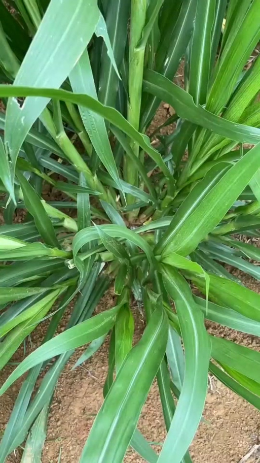适合喂猪的牧草有哪些截图