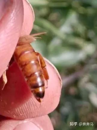 蜂王有针吗?会刺人吗?