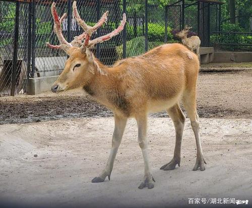 鹿脱鹿角图标