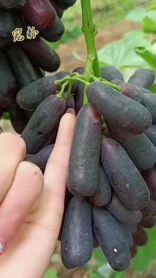 蓝宝石和金手指截图