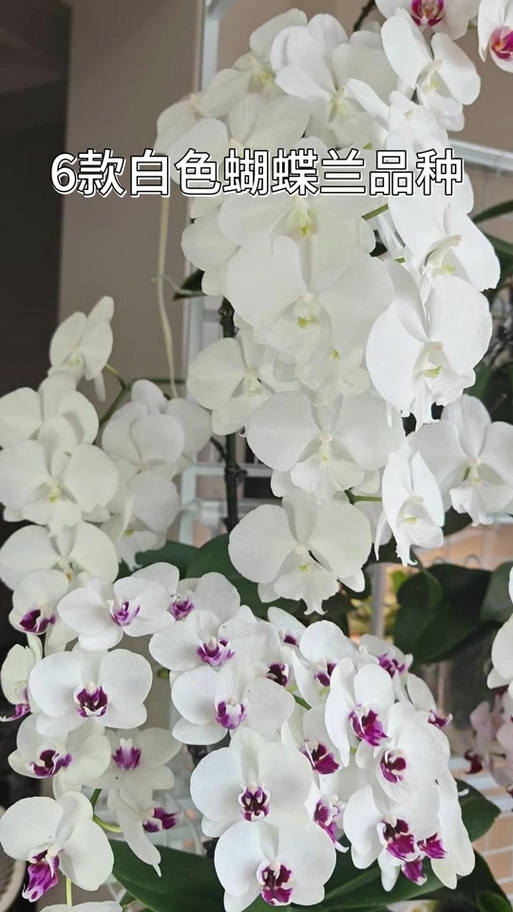 蝴蝶兰样子