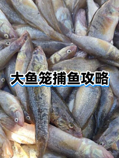 捕鱼大作战攻略技巧图标