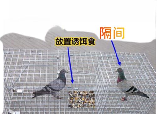 捉鸽子自动笼子图标