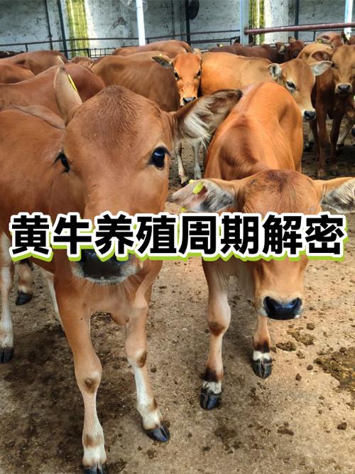 养土黄牛可以赚钱吗