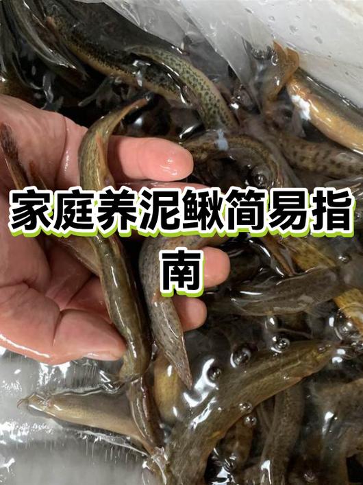 泥鳅吃不完怎么养在家里存放图标