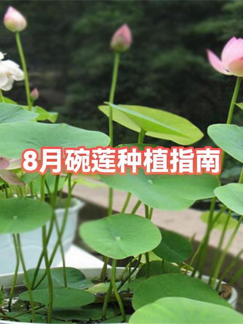 碗莲的种植方法