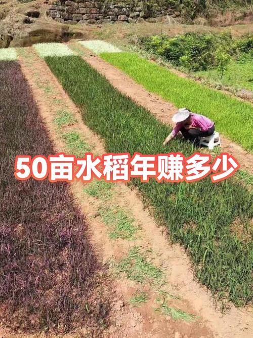 50亩水稻一年纯收入图标