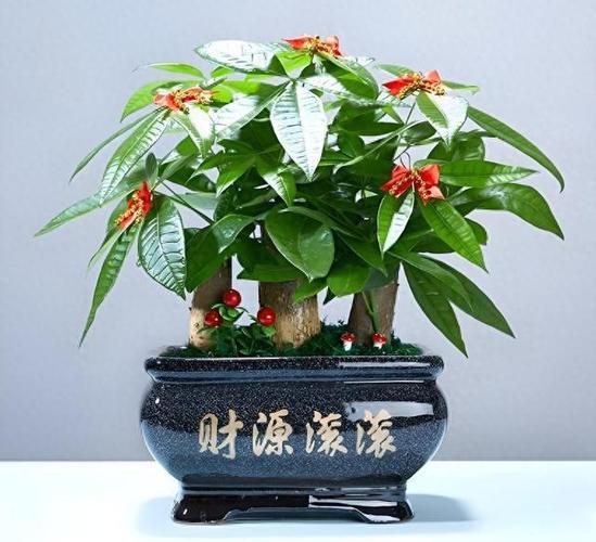 招财进宝树长什么样子图标