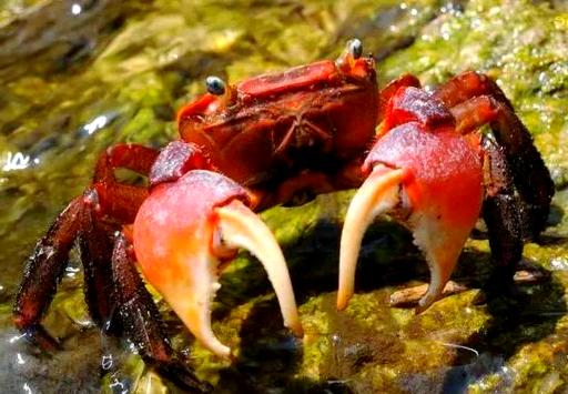 螃蟹是什么生物图标
