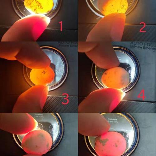 虎皮鹦鹉快下蛋的前兆图标