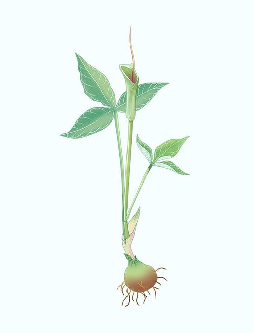 本草纲目中草药大全图标