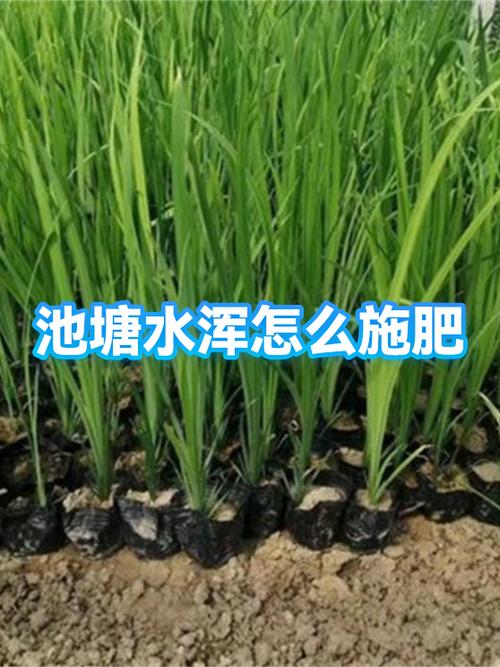 池塘浑水快速变清的方法图标