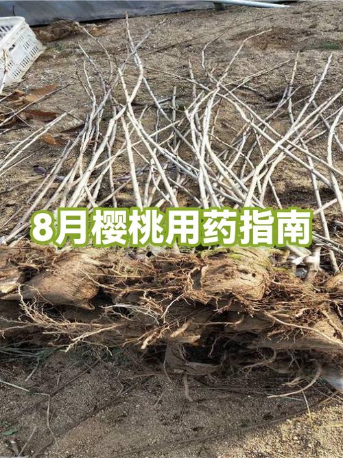 樱桃溃疡病图片图标