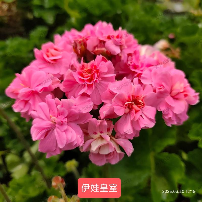 天竺葵吧,百度贴吧图标