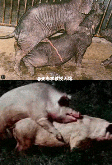 奇妙的小jb截图