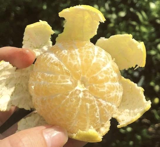 上供橙子和橘子算两种贡品吗