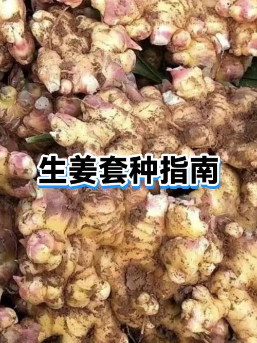 被帆布鞋女鞋踩在脚下生姜的功效图标